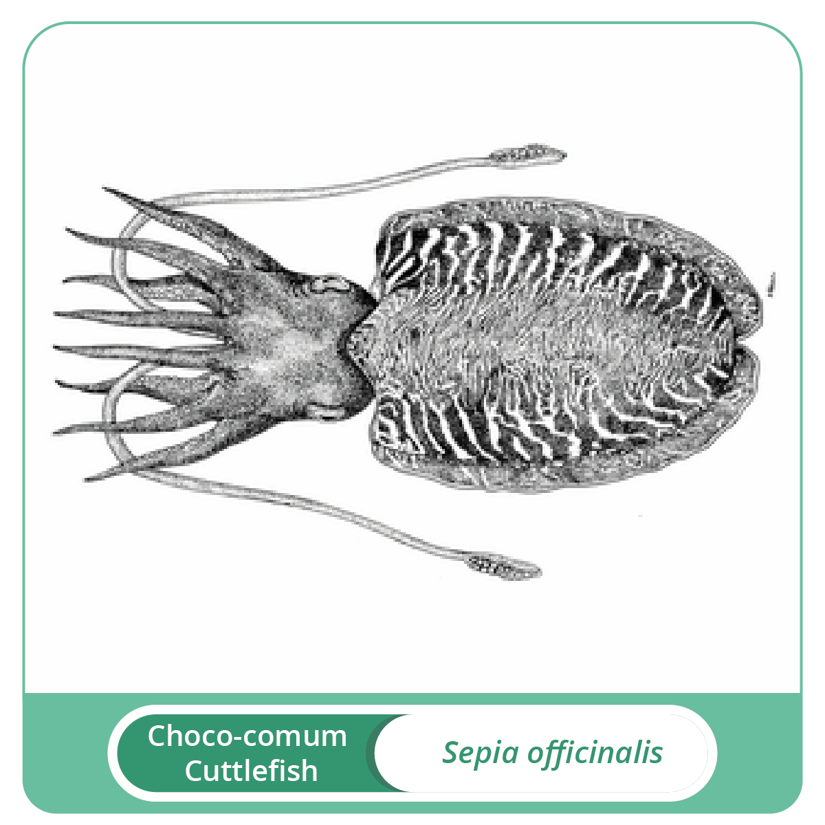 Choco-comum - Clima Pesca